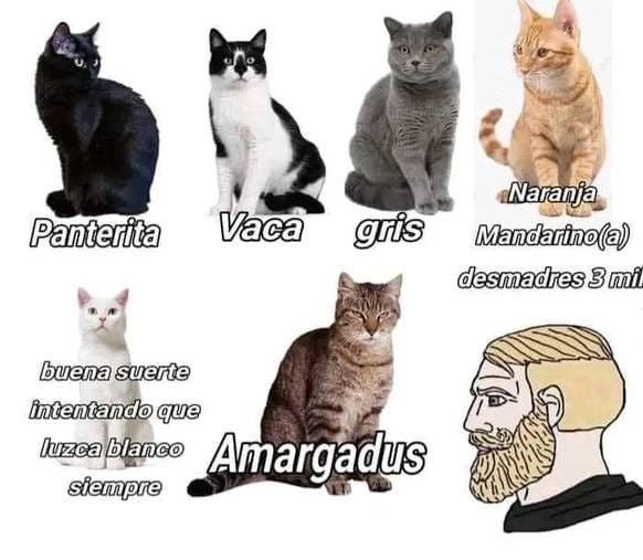 Los Últimos Memes :) Memedroid