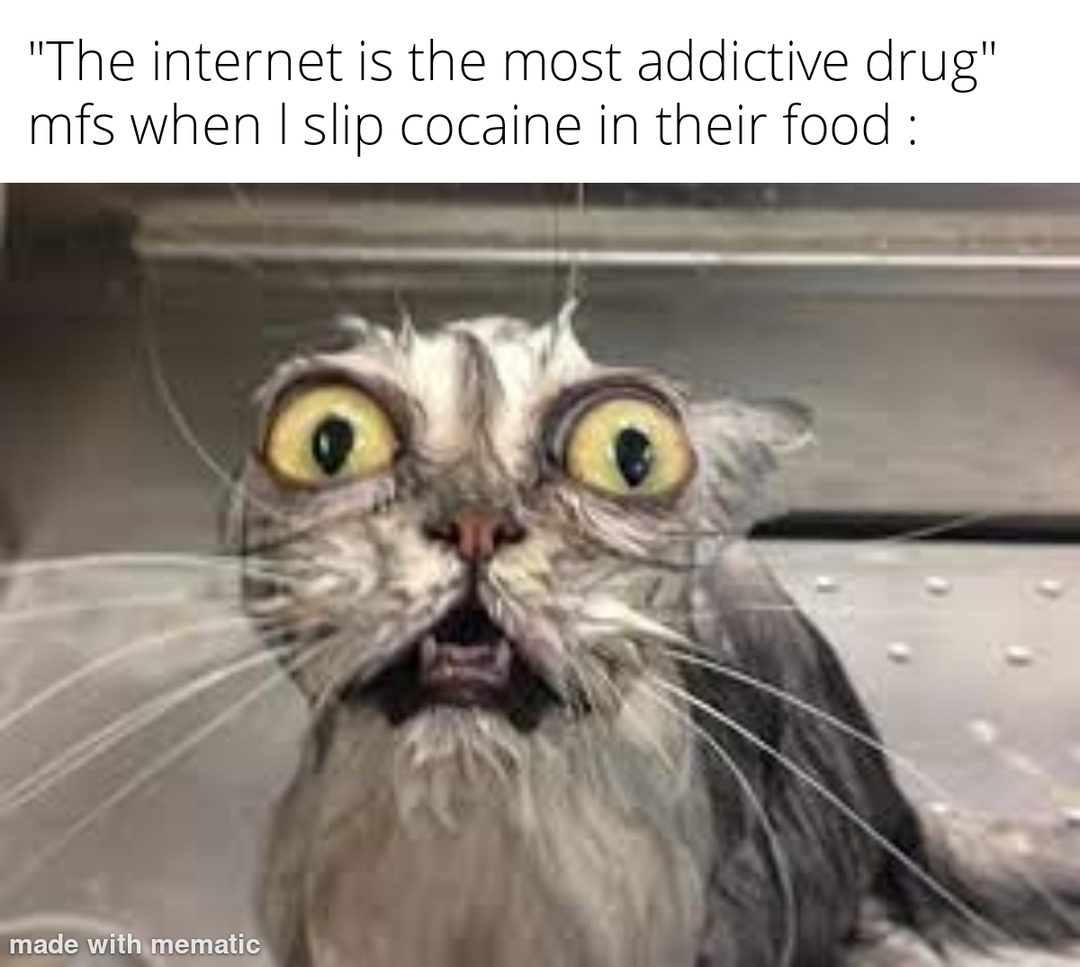 Internet cat meme - Meme subido por dexterwinter :) Memedroid
