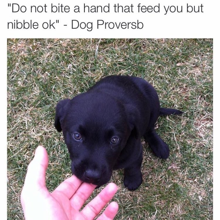 Don't do dogs ^_^ - Meme by SuperIlluminati :) Memedroid