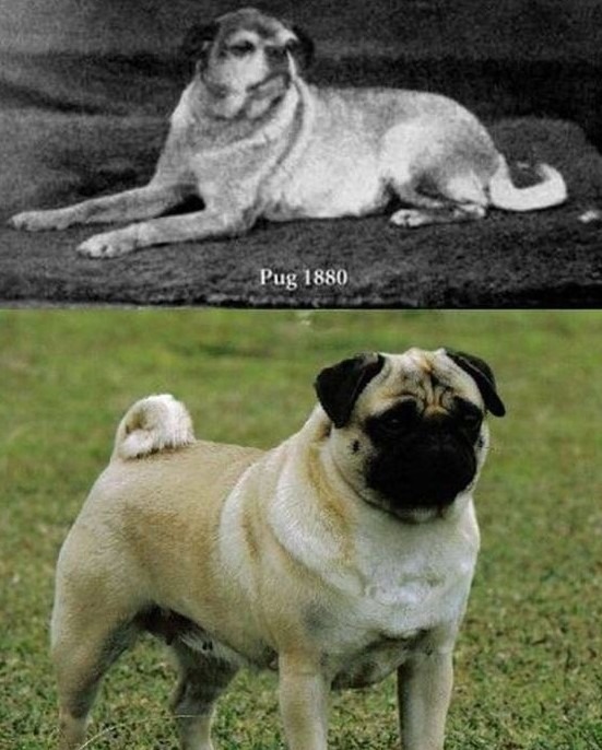 Top memes de Pug en español :) Memedroid
