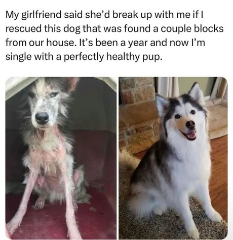 The best Dog memes :) Memedroid