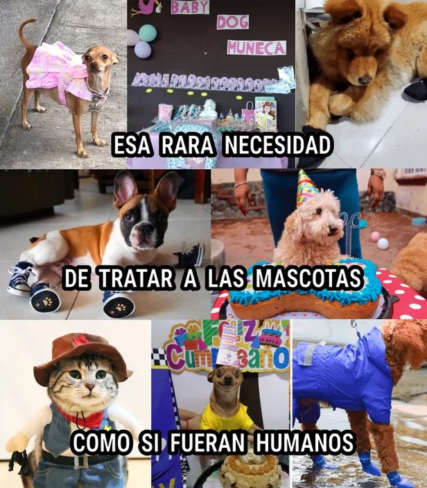 Top memes de Mascotas en español :) Memedroid