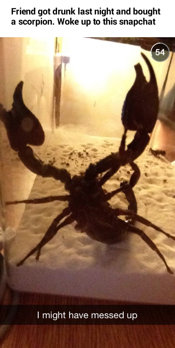 Scorpion - Meme by soydolphin :) Memedroid