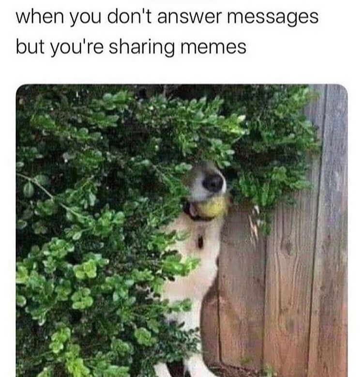 The Best Hiding Memes Memedroid