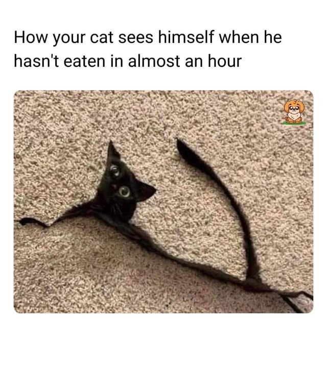 Starving Memes