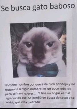 Gato baboso - Meme by Tilono89 :) Memedroid