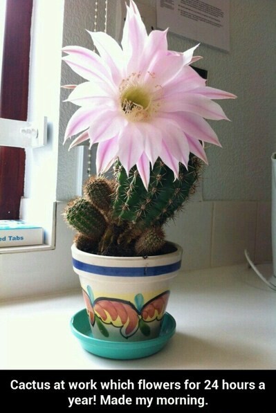 Cactus - Meme by soydolphin :) Memedroid