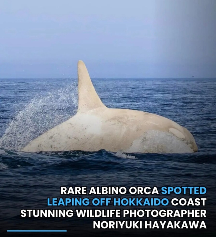 The best Orca memes :) Memedroid