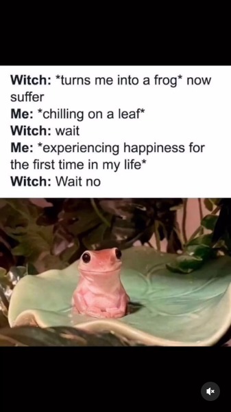 The best Frog memes :) Memedroid