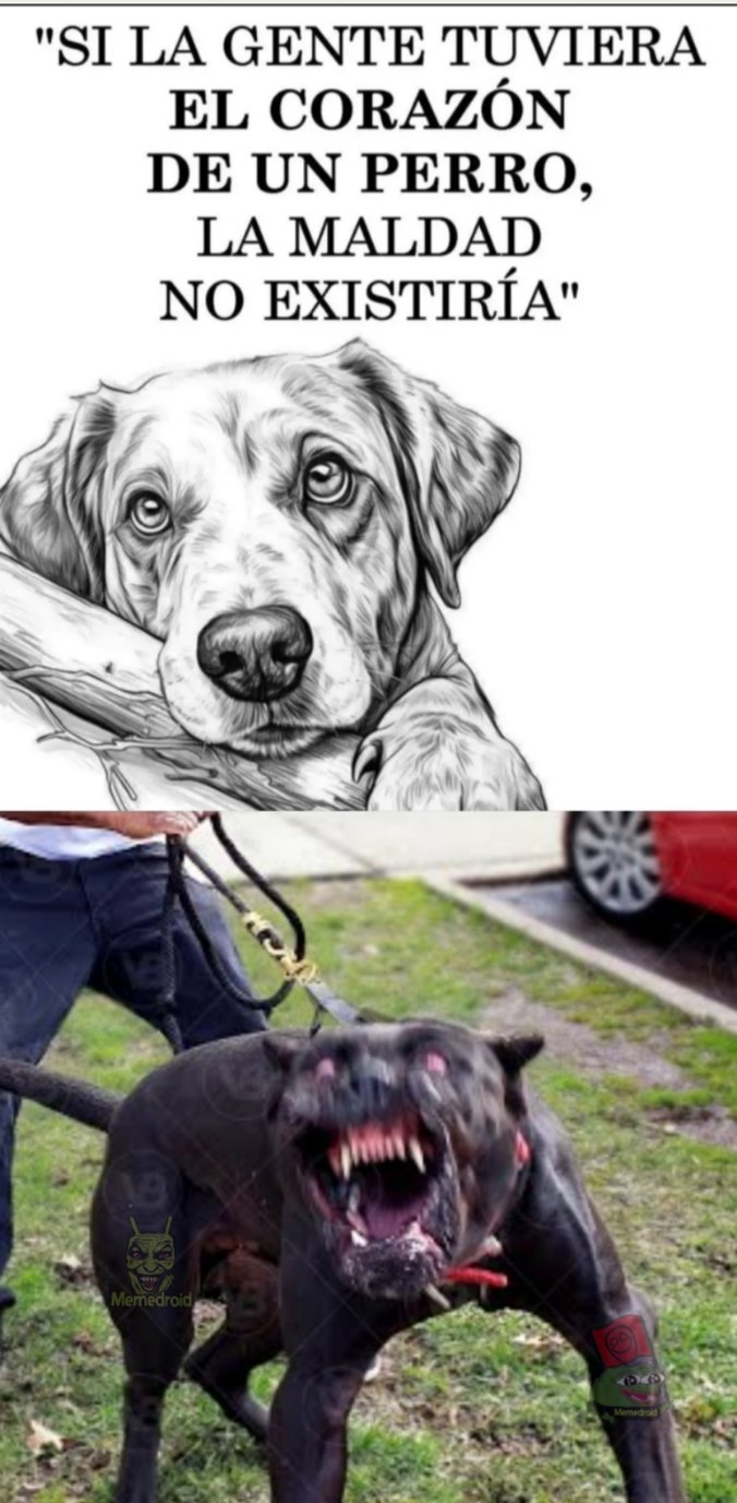 Top memes de Perrito en español :) Memedroid