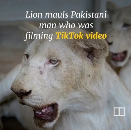 The best Lion memes :) Memedroid