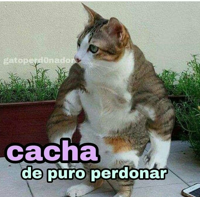 mE perd0nas¿ - Meme by Sparkz.png :) Memedroid