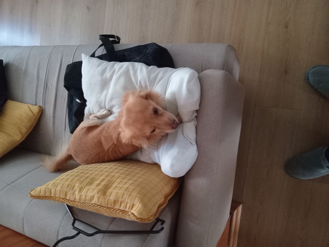 Top memes de Perros en español :) Memedroid