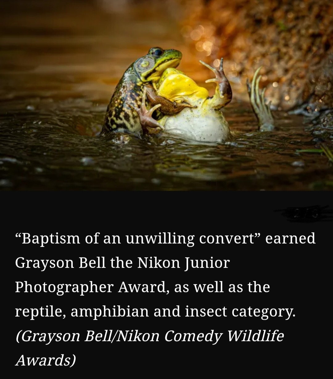 The best Frog memes