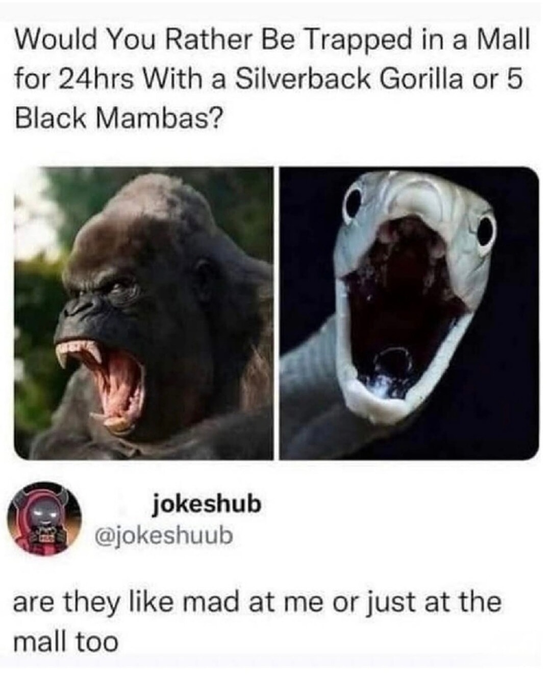 The best Gorilla memes :) Memedroid