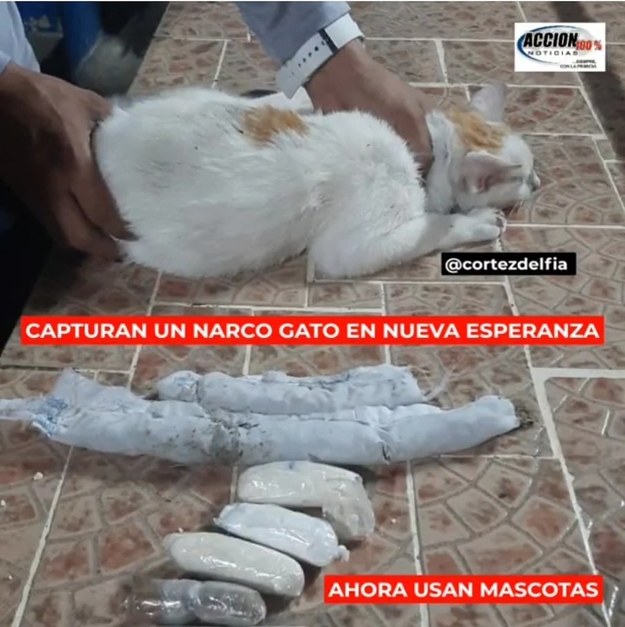 Gato basado - Meme subido por MarKenobi :) Memedroid