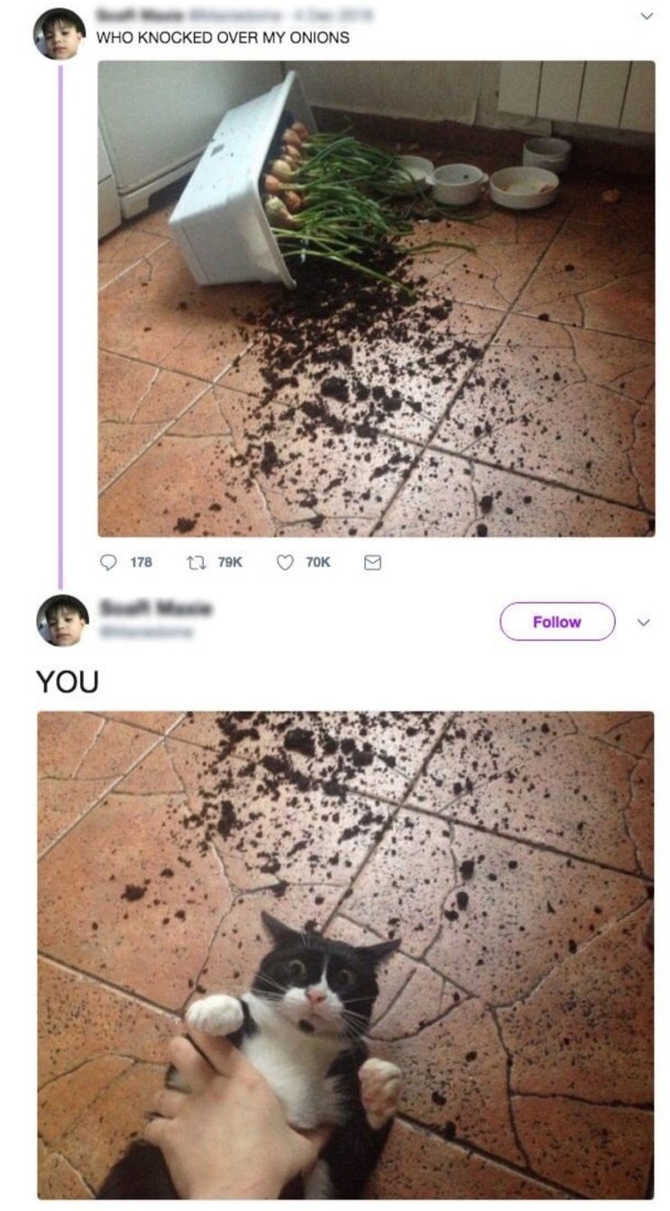 Naughty cat - Meme by GeoDudeAnnihilator :) Memedroid