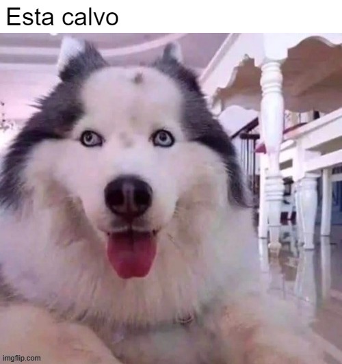 Top memes de Calvo en español :) Memedroid