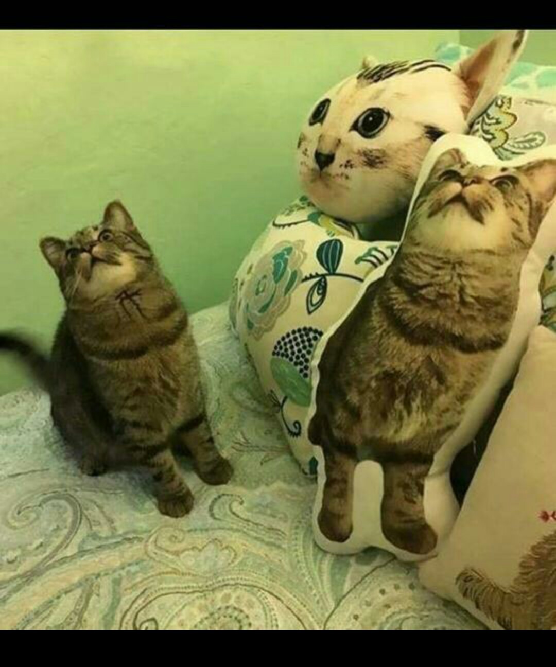 Te crees muy gracioso humano ? - Meme by sopaipilla :) Memedroid