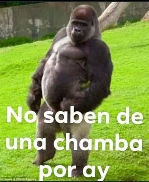 Top memes de Chamba en español :) Memedroid