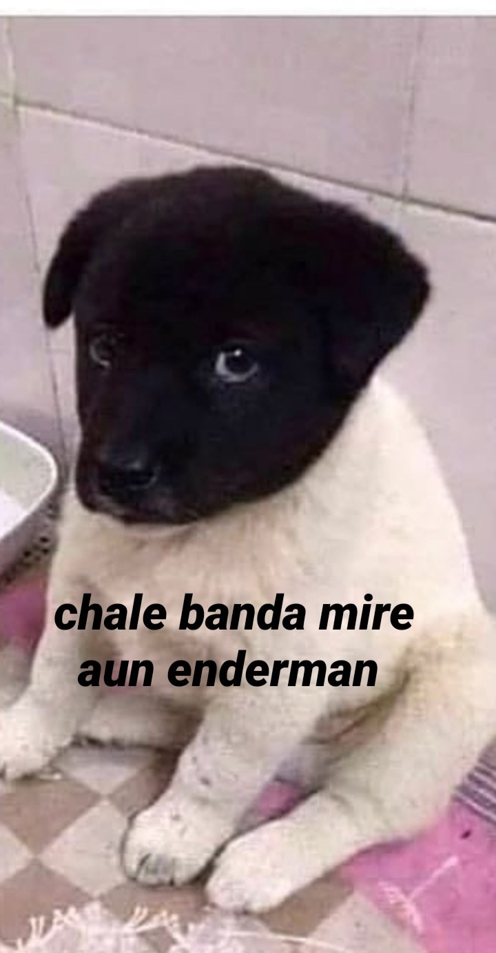 Shale banda - Meme subido por VolvioLecheX :) Memedroid