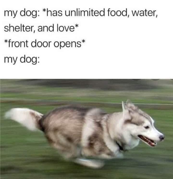 The best Dog memes