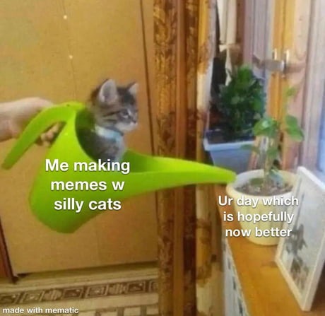 Making this meme with a silly cat - Meme by jamjamhxm :) Memedroid
