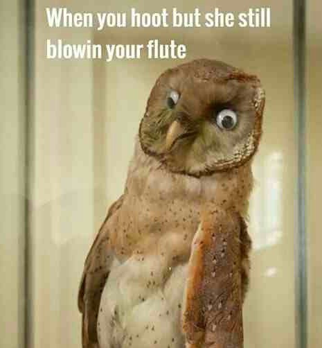 Owl Meme Hoot Don't Give A Hoot Owl T Shirt | Funny Owl T Shirts