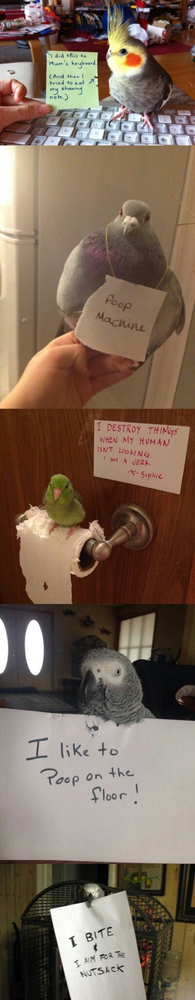 Bird shaming - Meme by soydolphin :) Memedroid
