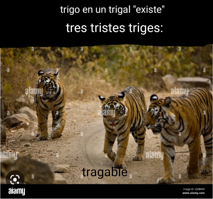 Tigres emos tragando trigo - Meme by Memees2434 :) Memedroid