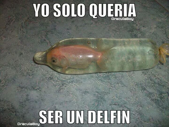 jaja delfin - Meme subido por imrf321 :) Memedroid