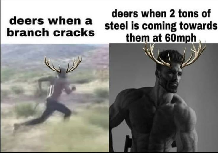 The best Deer memes :) Memedroid