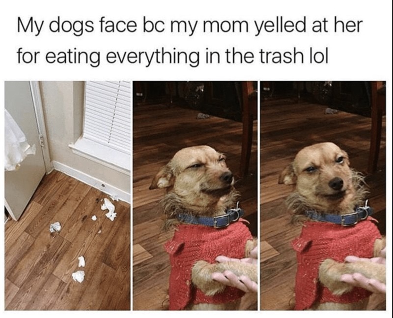 Pup - Meme by Carissa11 :) Memedroid