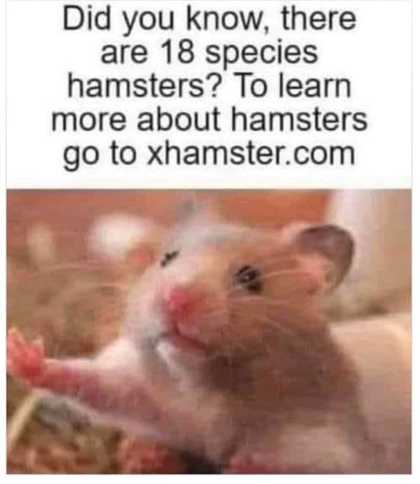 The best Hamster memes :) Memedroid
