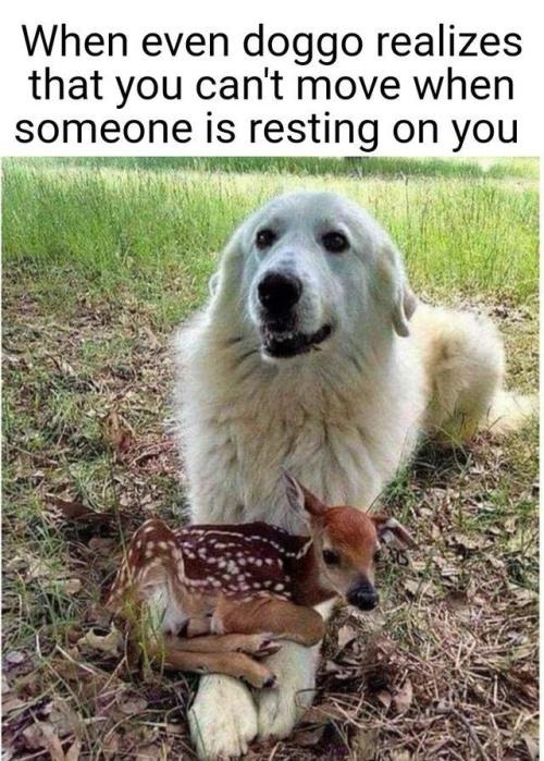 cute doggo and antelope - Meme by san_antonio :) Memedroid