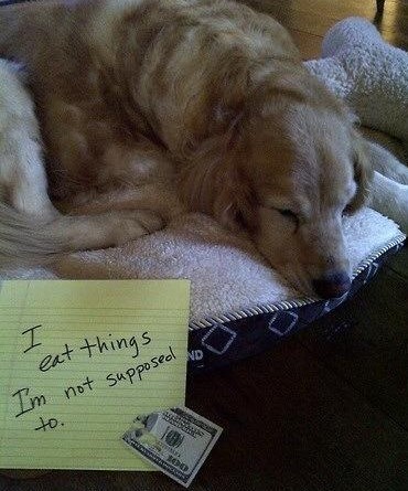 Poor dog - Meme by HeyMyNameIsNikola :) Memedroid