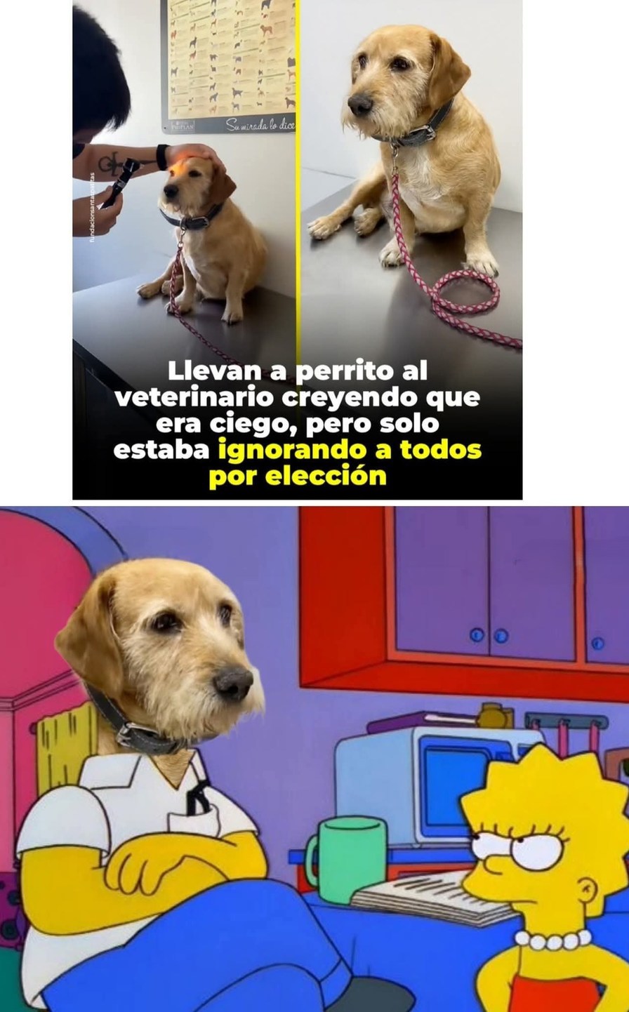 Memes De Perros De Servicio