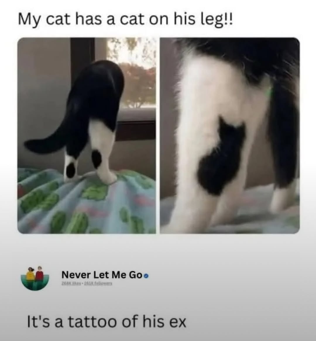 The best Cat Tattoo memes :) Memedroid