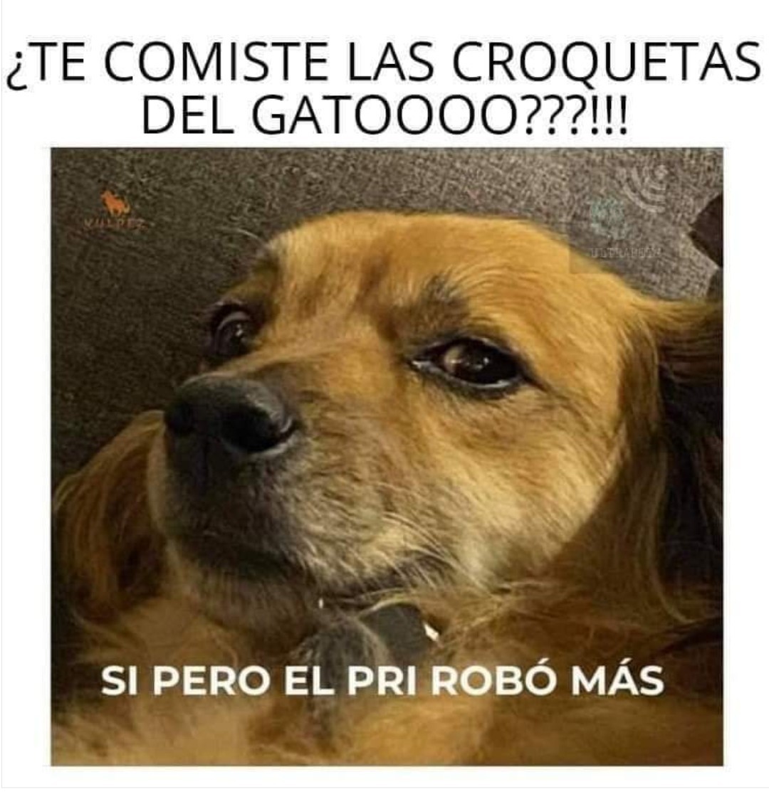 Perro come croquetas de gato - Meme subido por wolschaldo :) Memedroid