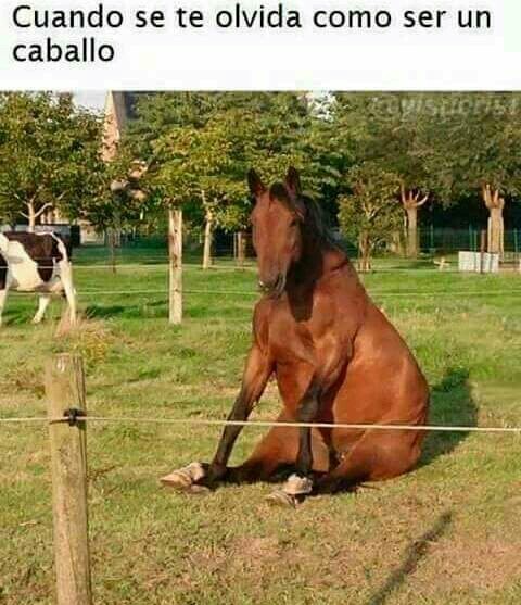 Caballo - Meme subido por putalawea_ctmx2 :) Memedroid