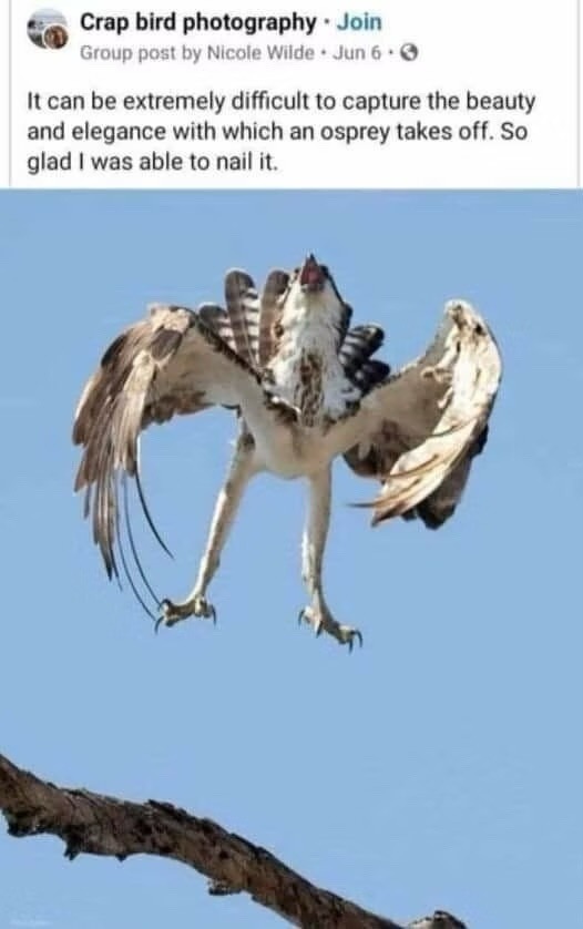 The best Bird memes :) Memedroid
