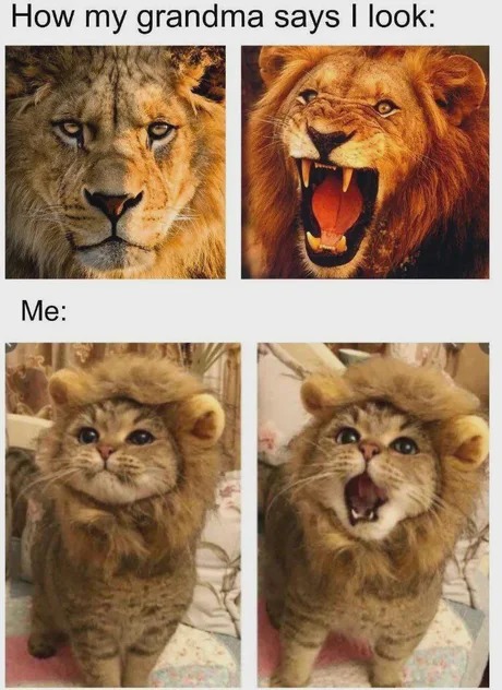 The best Lion memes :) Memedroid