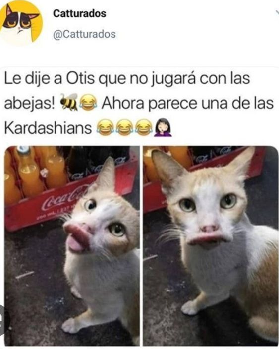 Top memes de Abejas en español :) Memedroid