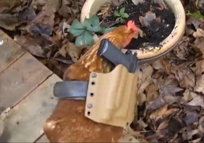 Tactical Chicken - Meme by HeroHeraLal :) Memedroid