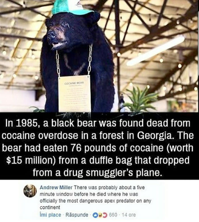 Bear cocaine... - Meme by Mercenary_Hero :) Memedroid