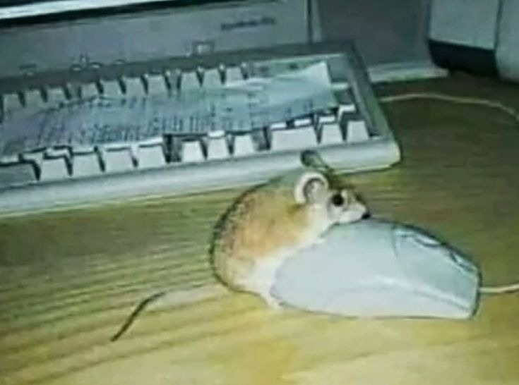 Top memes de Raton en español :) Memedroid