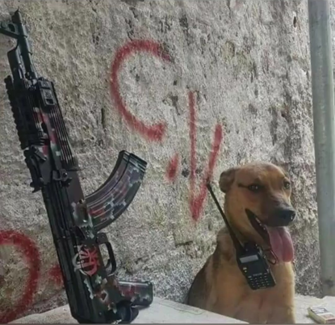 Cachorro do cv - Meme by Markent :) Memedroid