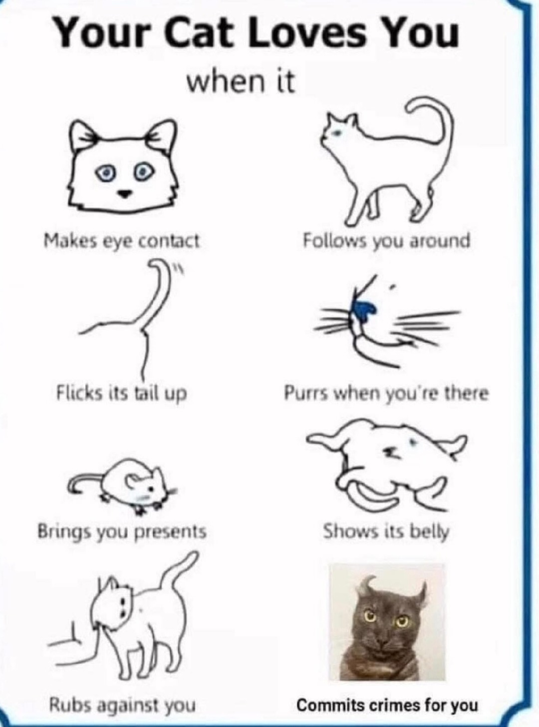 The best cat memes