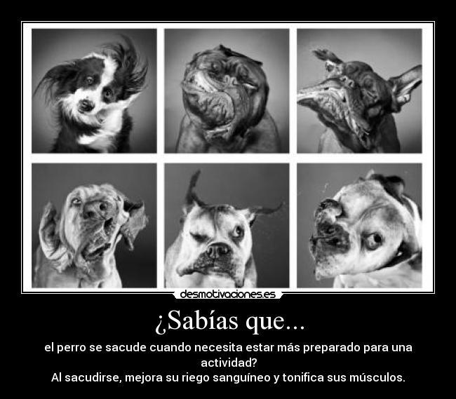 perros - Meme by IsraelTroller :) Memedroid