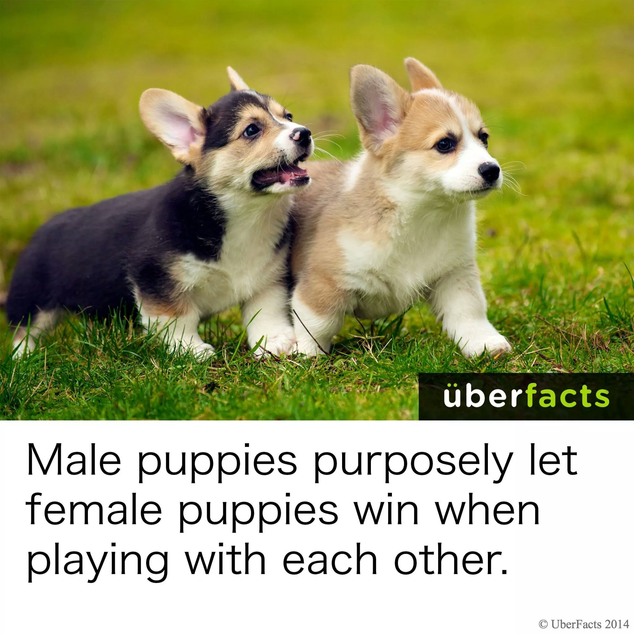 Men Will be Men - Meme by gurleen.9696 :) Memedroid